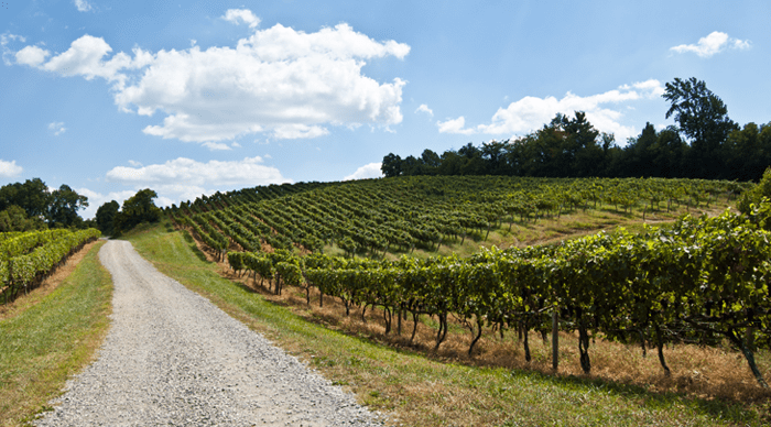 The Rise of Virginia Wine - Winerist Magazine : Winerist Magazine