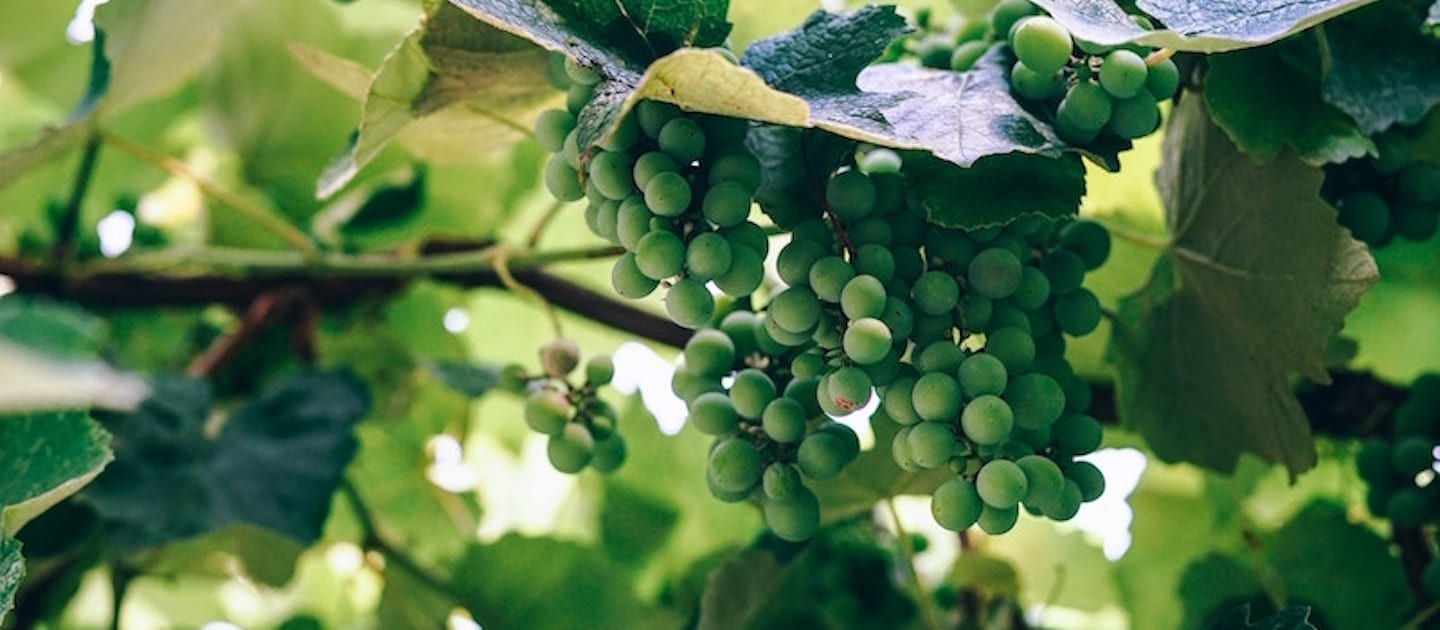 Ask Winerist: What is Torrontés? - Winerist Magazine : Winerist Magazine