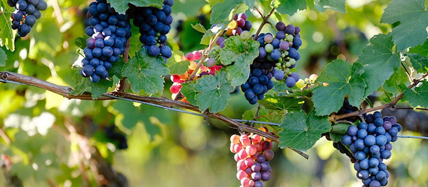 5 Points on Pinotage - Winerist Magazine : Winerist Magazine