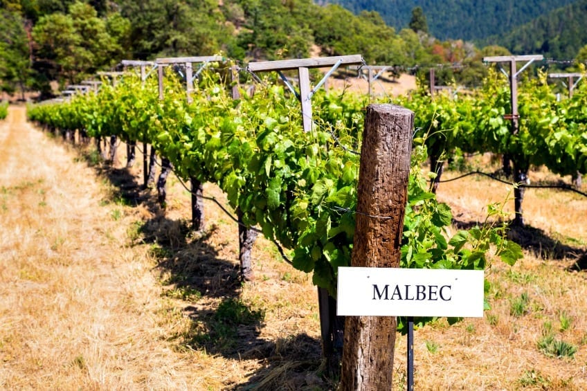 A History of Malbec - Winerist Magazine : Winerist Magazine
