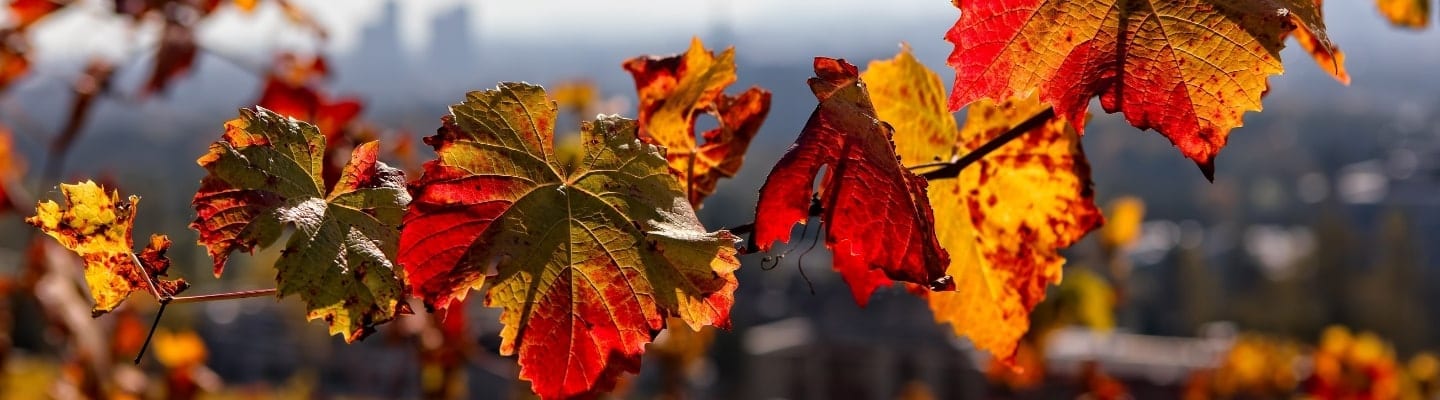 November’s Best Wine and Food Festivals Around the World - Winerist ...