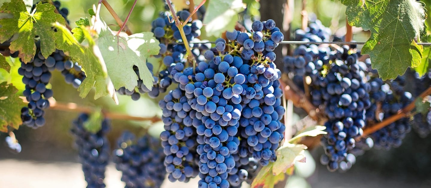 An In-depth look at Organic, Biodynamic and Sustainable Winemaking ...