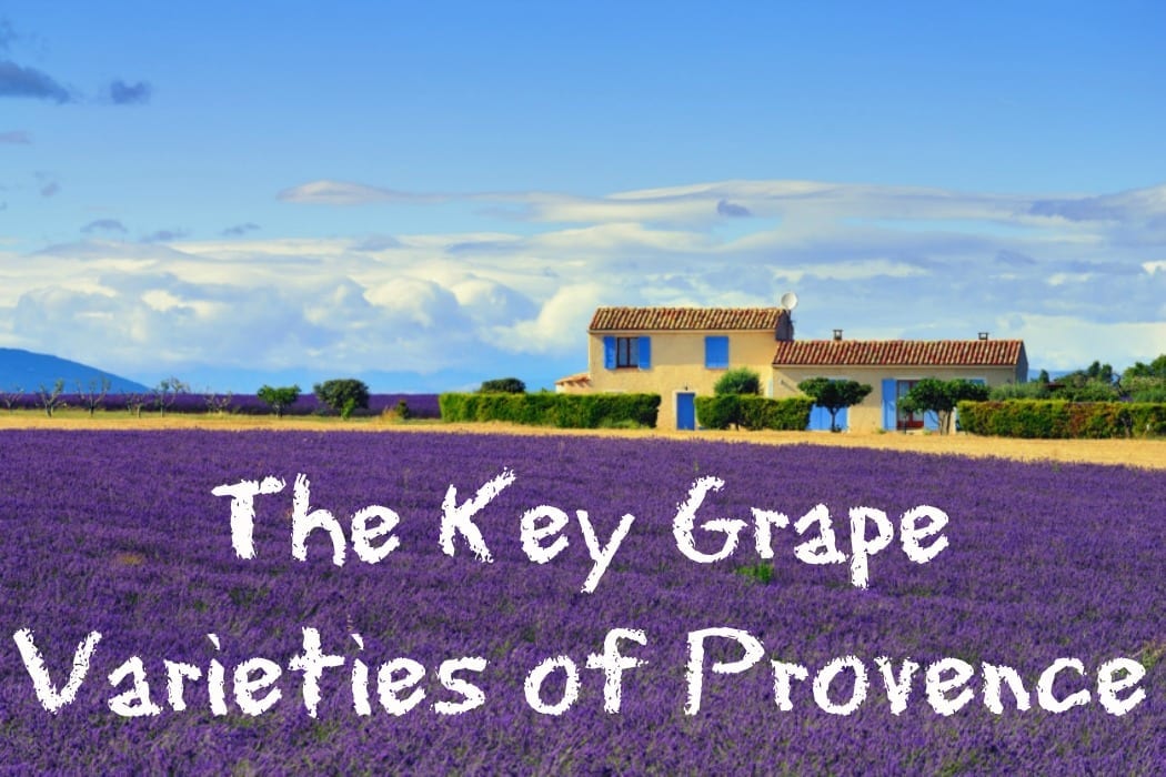 The Key Grape Varieties of Provence - Winerist Magazine : Winerist Magazine