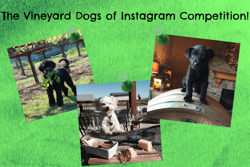 The Vineyard Dogs of Instagram Competition - Winerist Magazine ...