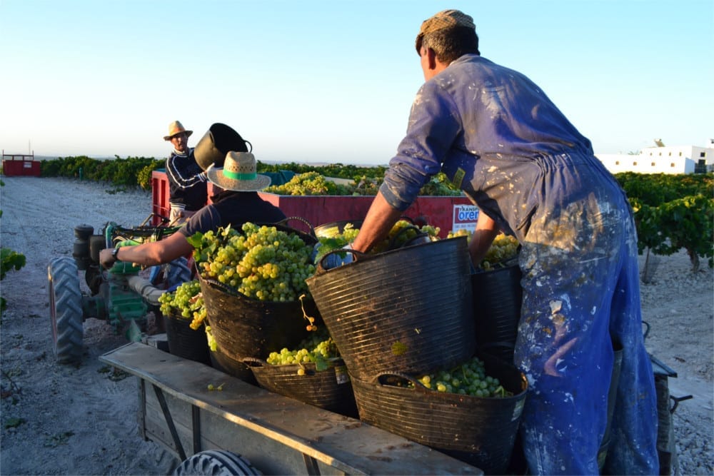 Harvest Experience at Sherry Country - Winerist Magazine : Winerist ...