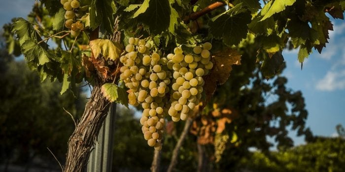 Viva Verdejo! Discovering D.O. Rueda’s Most Famous Grape - Winerist ...