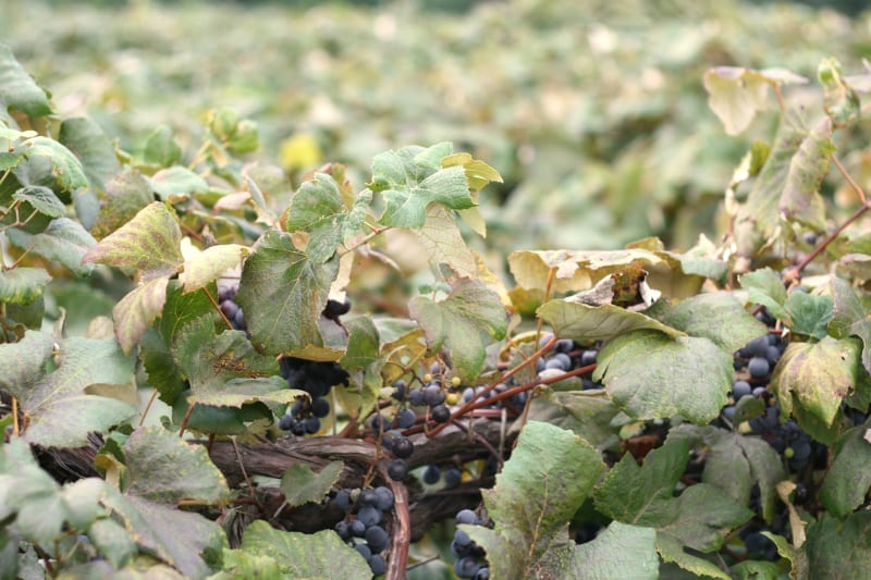 Pennsylvania Wine Trails - Winerist Magazine : Winerist Magazine