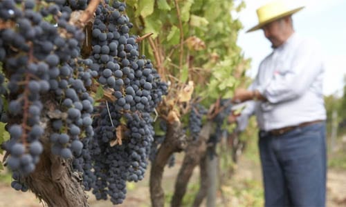 Meet the Winemaker in Chile - Winerist Magazine : Winerist Magazine