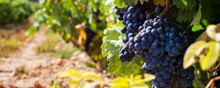 Discover the incredible region of Ribera del Duero - Winerist Magazine ...