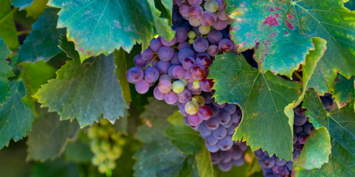 The Luberon AOC for wine travellers and wine lovers : Winerist Magazine