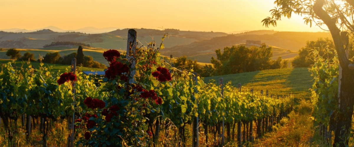 Top 10 Things to Do in Piedmont - Winerist Magazine : Winerist Magazine