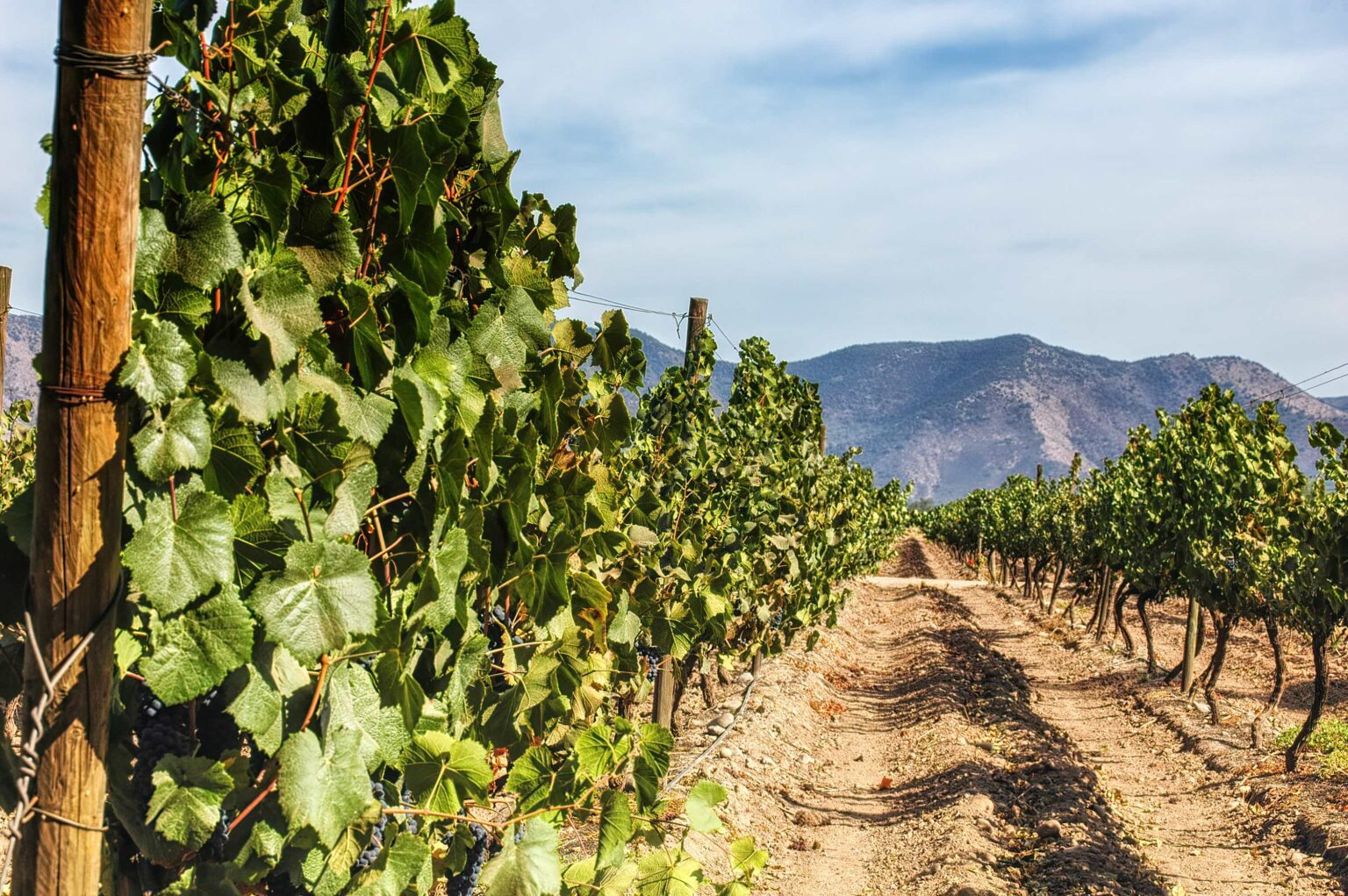 A Wine Lovers Guide to the Best Wine Regions in Chile : Winerist Magazine