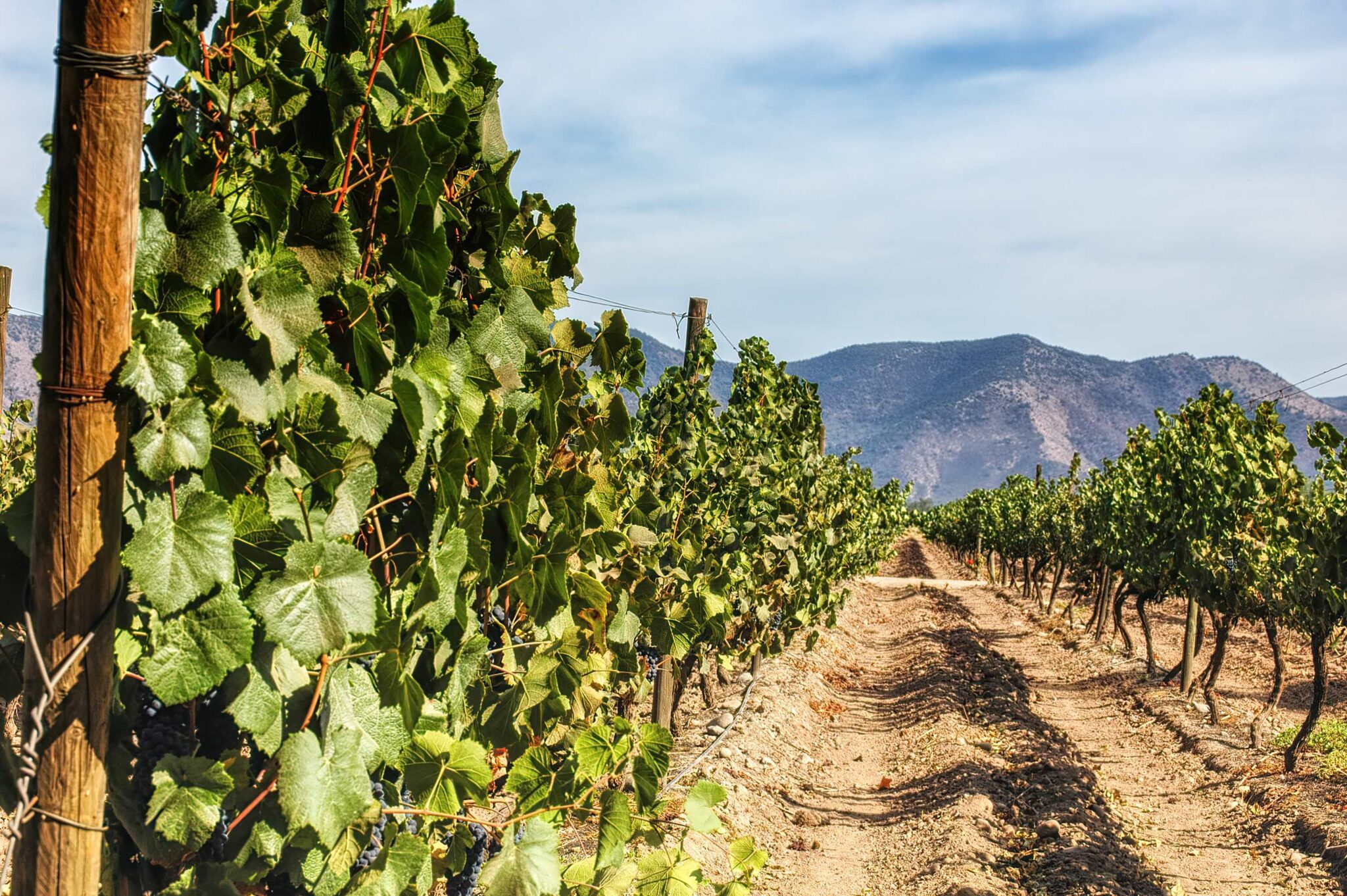 A Wine Lovers Guide to the Best Wine Regions in Chile : Winerist Magazine